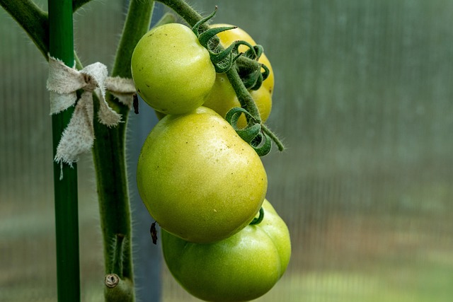 Tomatoes Green Nutrition - Free photo on Pixabay