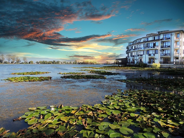 Lotus Nuferi Sea - Fotografie gratuită pe Pixabay - Pixabay