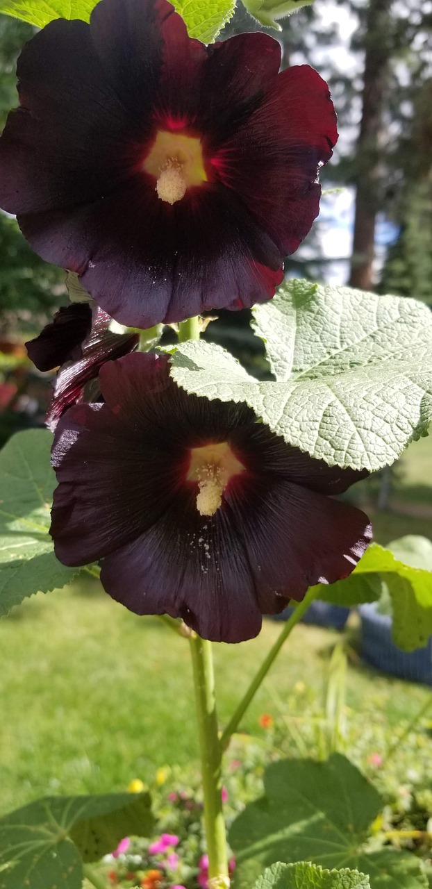 Bunga-Bunga Hollyhock Bloom Musim - Foto gratis di Pixabay - Pixabay