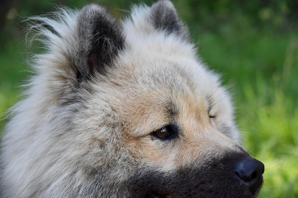 Eurasier 狗 小狗 - Pixabay上的免费照片 - Pixabay