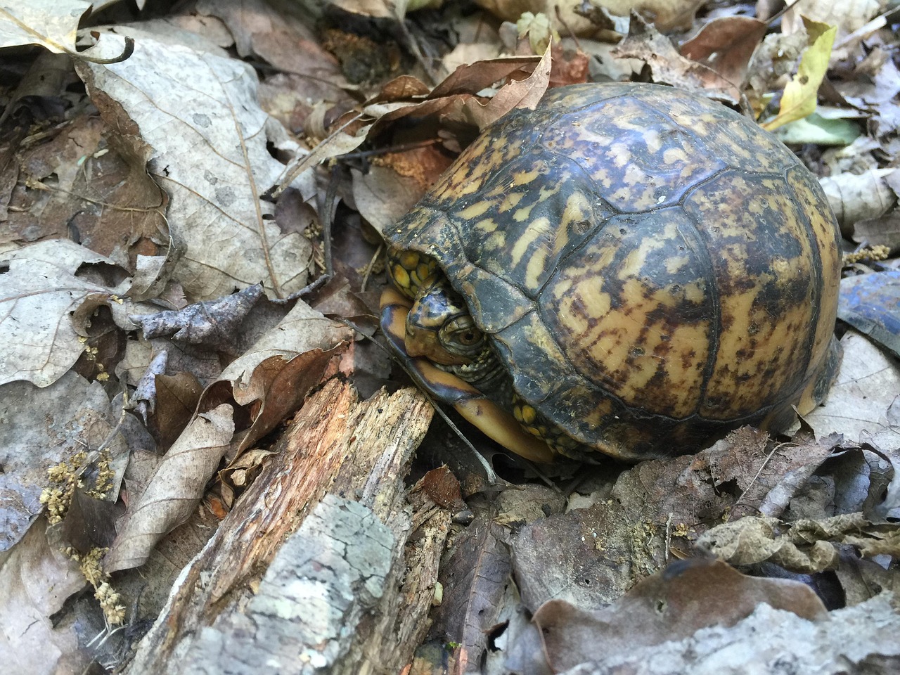 Tortue Boîte Nature - Photo gratuite sur Pixabay - Pixabay