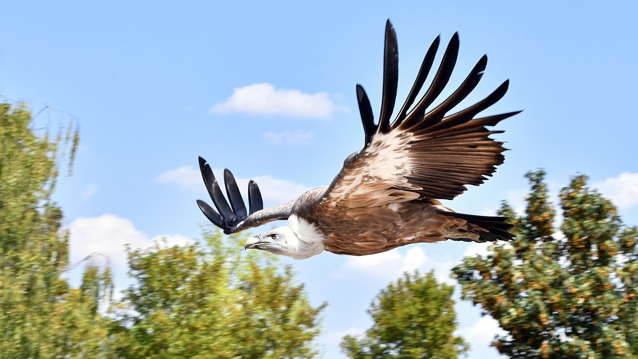 Vulture Raptor Flight - Free photo on Pixabay