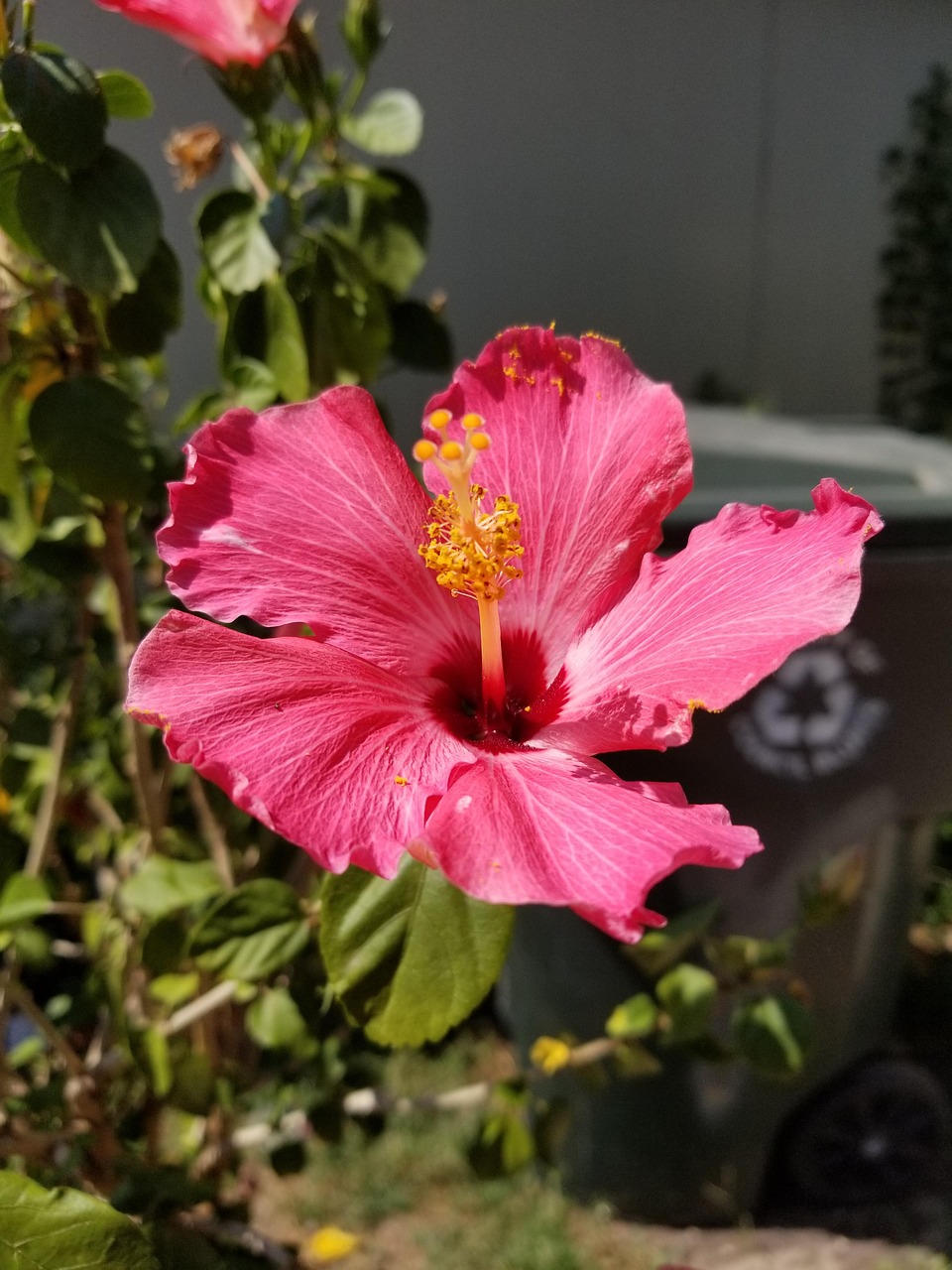 Bunga Merah Jambu - Foto gratis di Pixabay