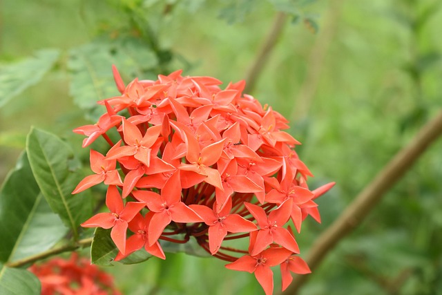 West Indian Jasmine Flowers Plant - Free photo on Pixabay - Pixabay