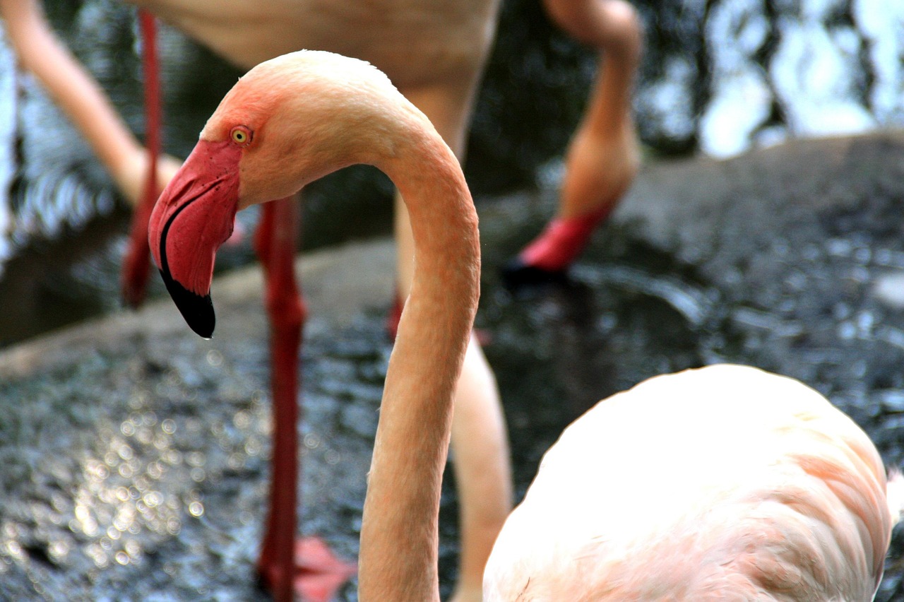 Flamingo Bird Animal Wading - Free photo on Pixabay - Pixabay
