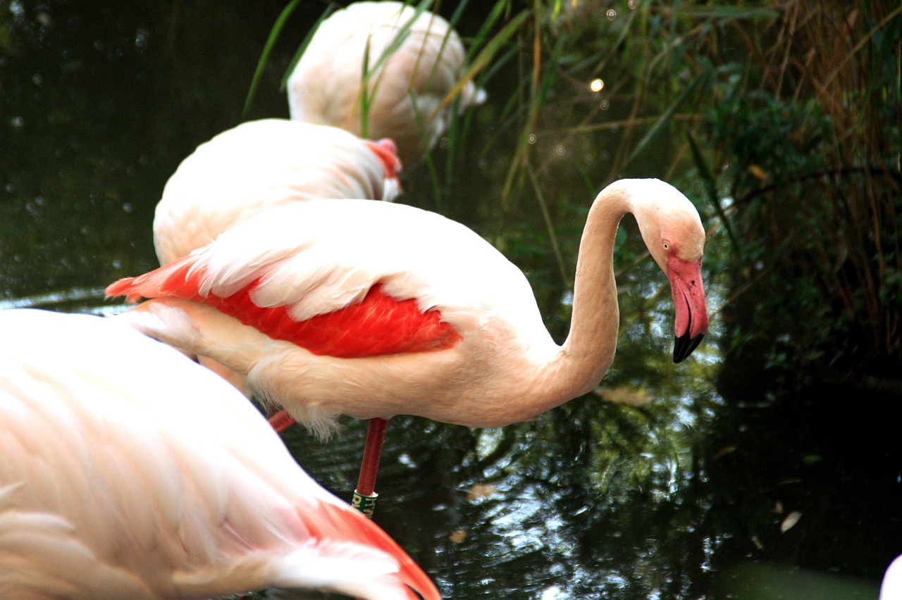 Flamingo Merah Jambu Burung Air - Foto gratis di Pixabay - Pixabay