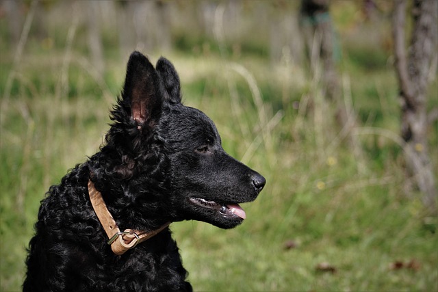 Perro Negro Mascota Pelaje - Foto gratis en Pixabay - Pixabay