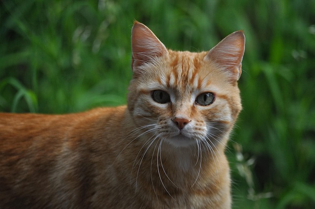 Gato Animal Tigrado Bicho De - Foto gratuita no Pixabay - Pixabay
