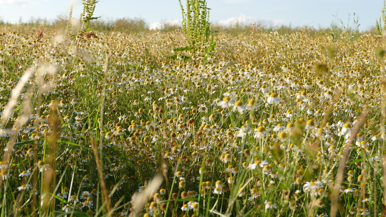 Prairie Soleil La Nature - Photo gratuite sur Pixabay - Pixabay
