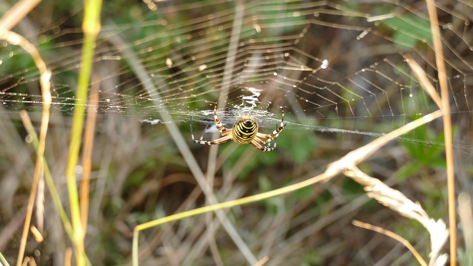 Wasp Spider Cobweb Web - Free photo on Pixabay - Pixabay