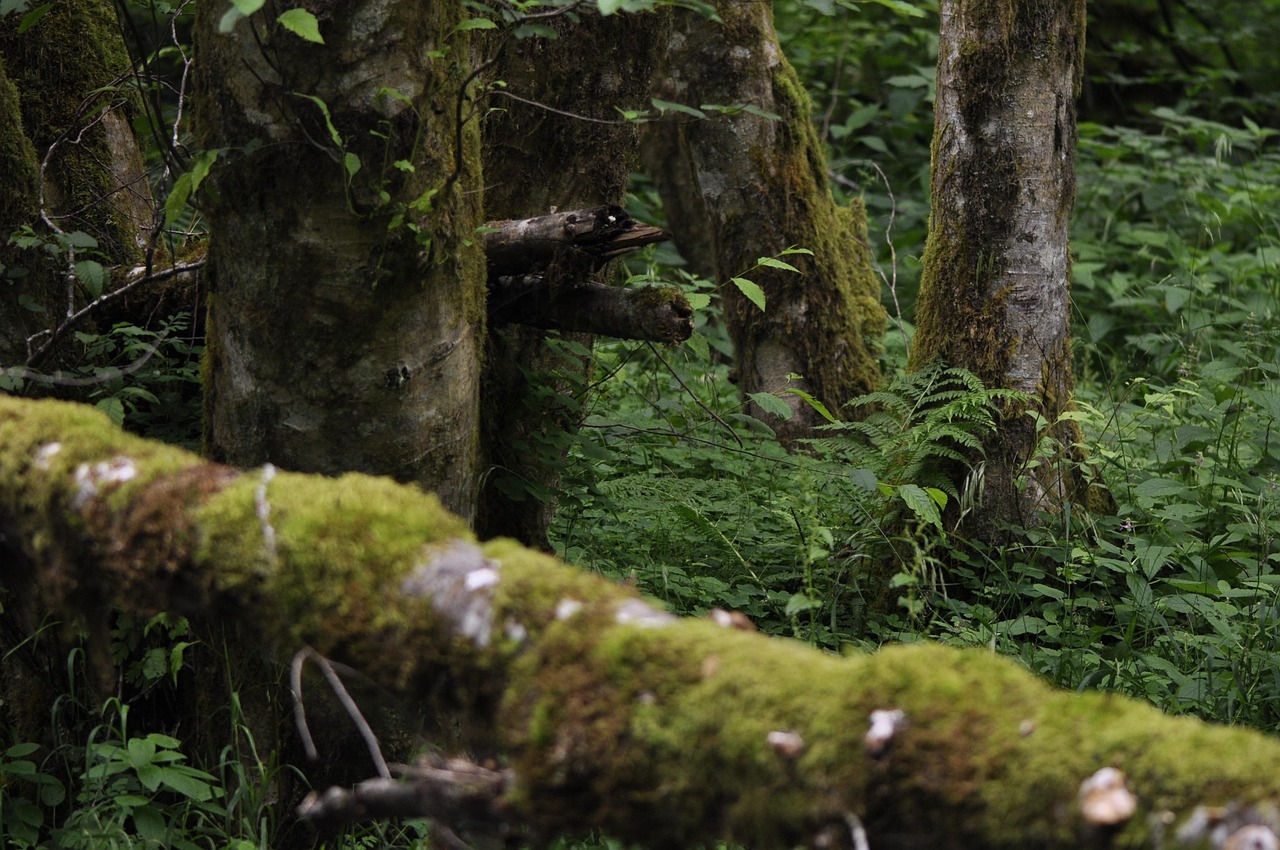 Nature Forêt Arbre - Photo gratuite sur Pixabay - Pixabay