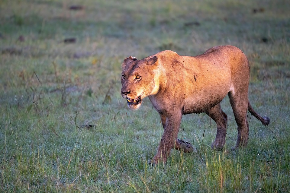 Lion Lionne Animal - Photo gratuite sur Pixabay - Pixabay
