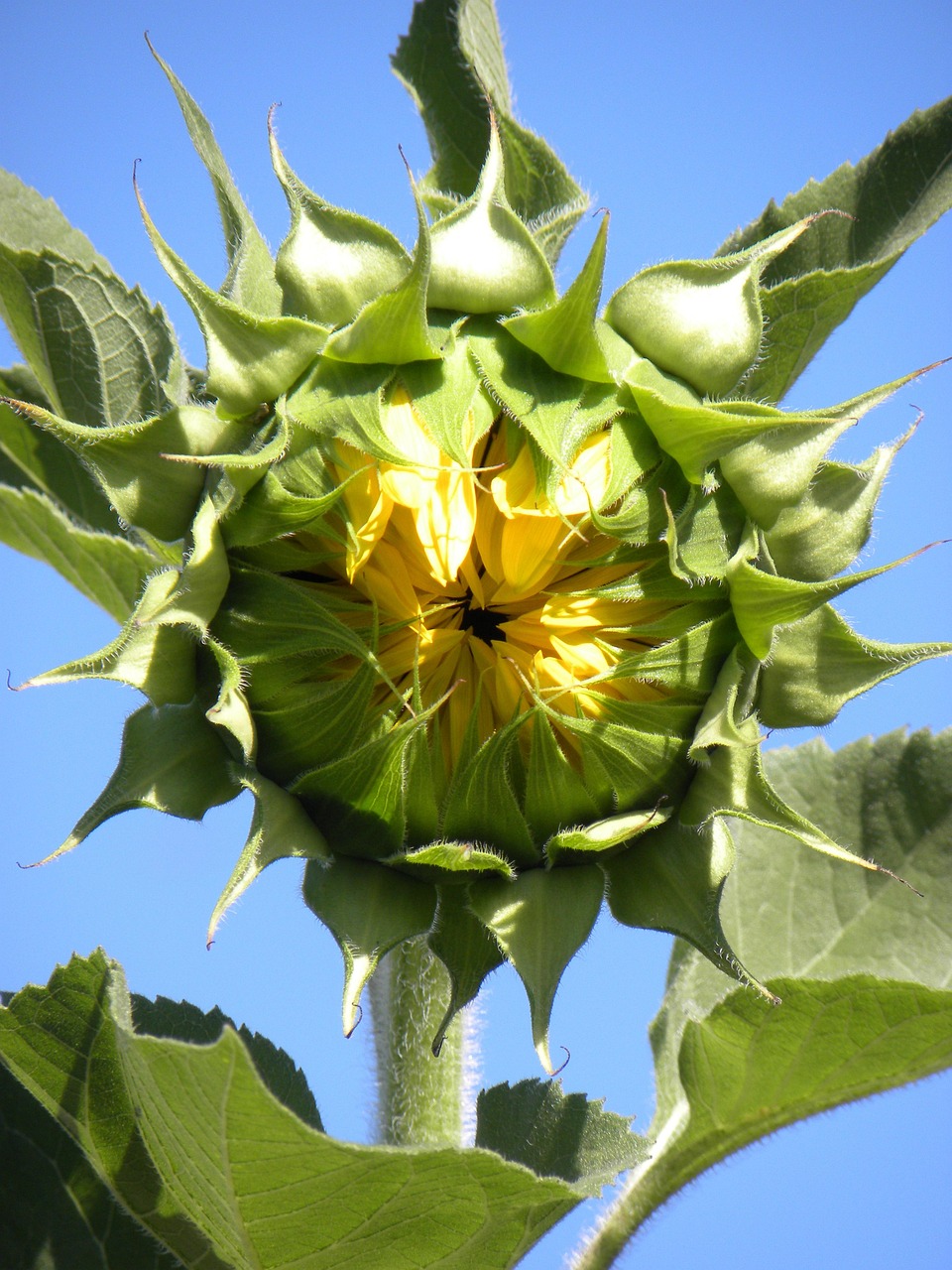 Girasol Sale De - Foto gratis en Pixabay - Pixabay