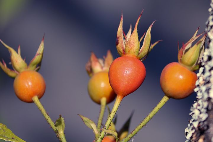 1,000+ Free Rose Hip & Nature Photos - Pixabay