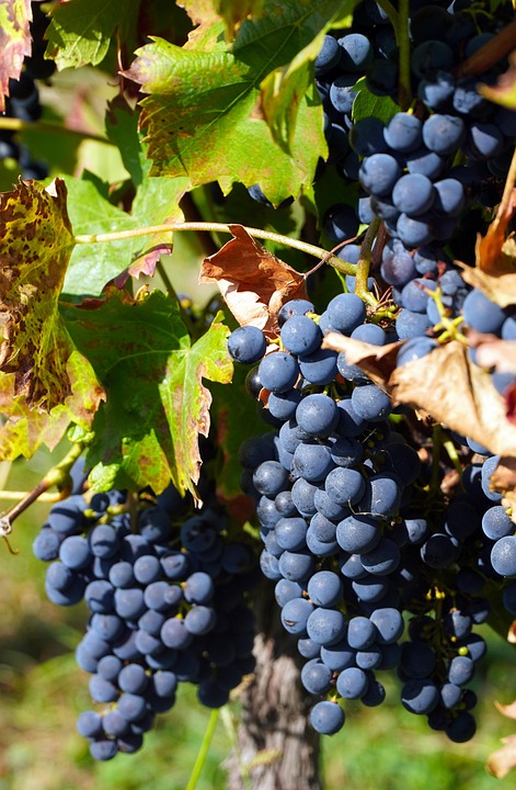 Grapes Fruits Vine - Free photo on Pixabay - Pixabay