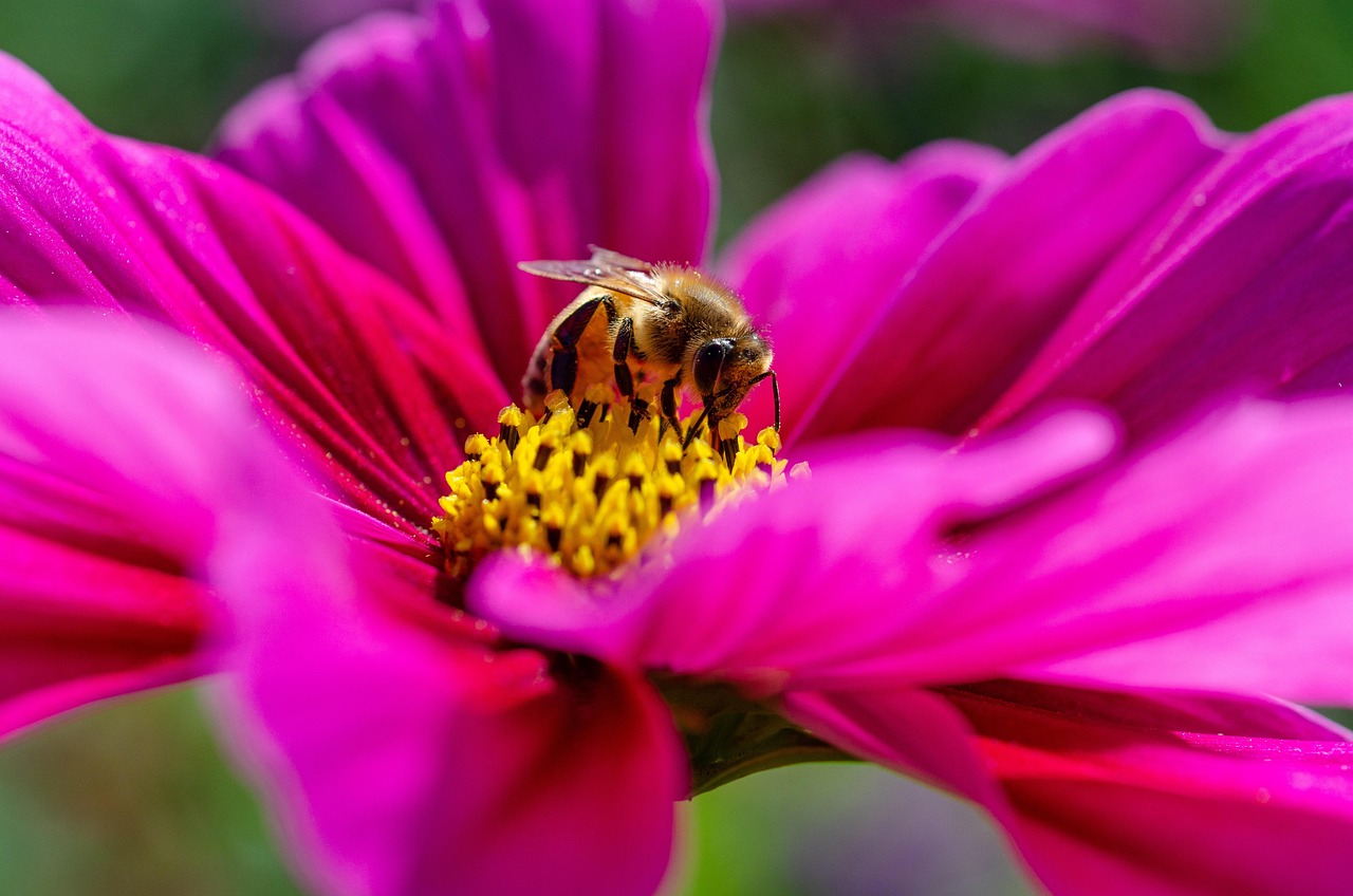 Kosmeen Bee Pollen - Free photo on Pixabay - Pixabay