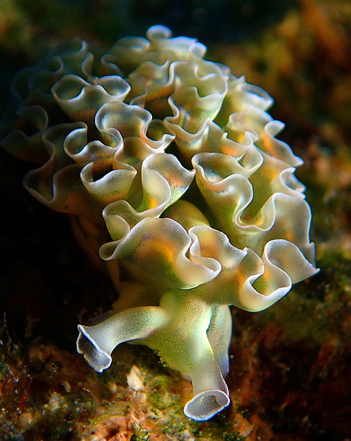 Sea Slug Underwater Diving - Free photo on Pixabay - Pixabay