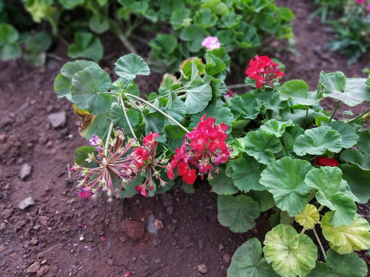 Natureza Flores Jardim - Foto gratuita no Pixabay - Pixabay