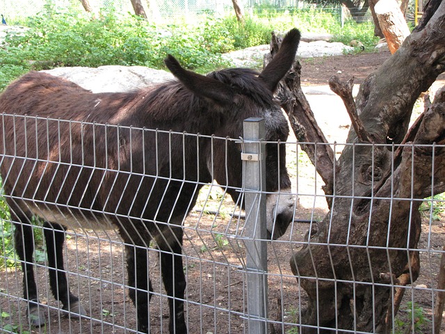 Donkey Animal Mammal - Free photo on Pixabay - Pixabay
