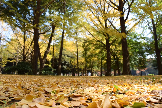 Parque Floresta Folhas - Foto gratuita no Pixabay - Pixabay