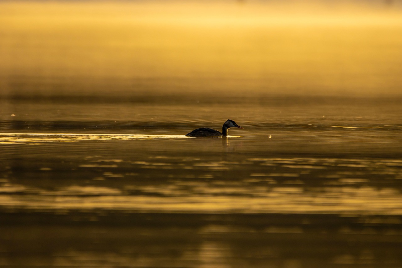 Great Crested Grebe Lake Sunrise - Free photo on Pixabay - Pixabay