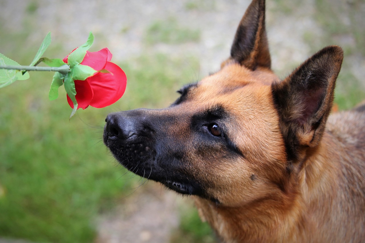40,000+ Free Red Rose Dog & Dog Rose Images - Pixabay
