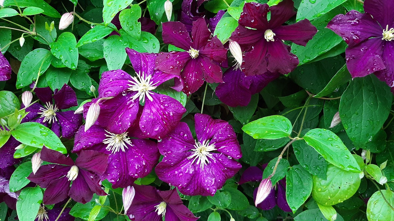 Clematis Flor Bloom - Foto gratuita no Pixabay - Pixabay