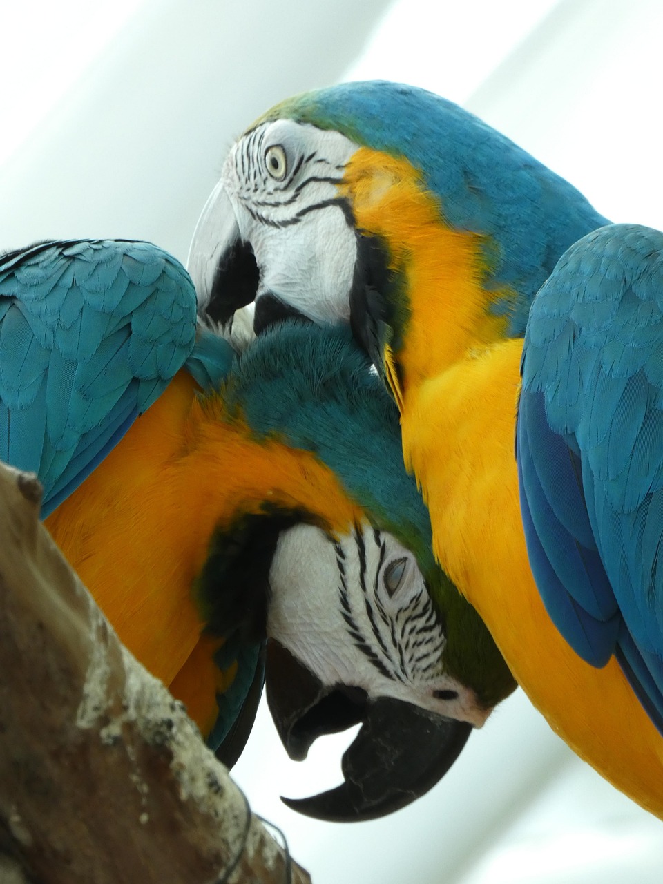Birds Parrots Couple - Free photo on Pixabay