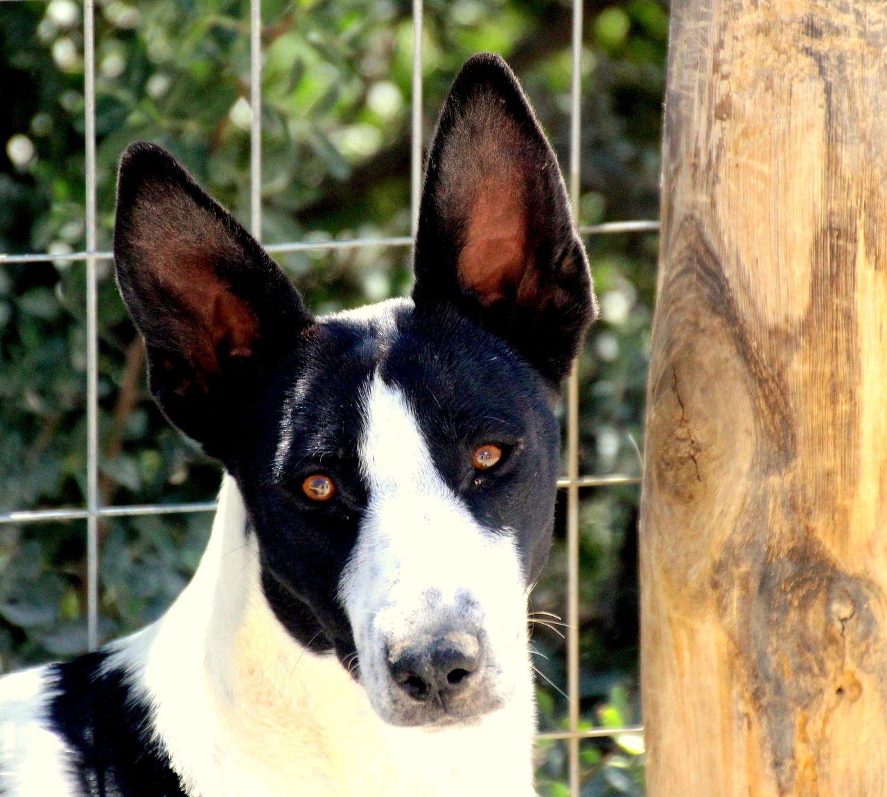 Oreilles De Chien Aux - Photo gratuite sur Pixabay - Pixabay