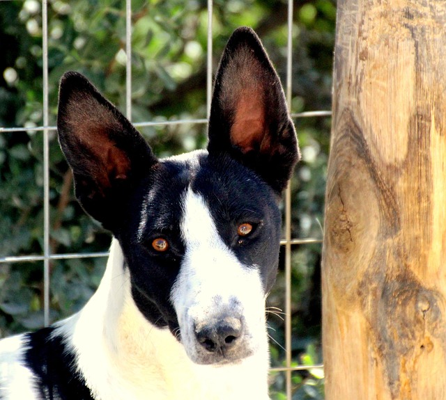 Honden Oren Zwart-Witte Hond - Gratis foto op Pixabay - Pixabay