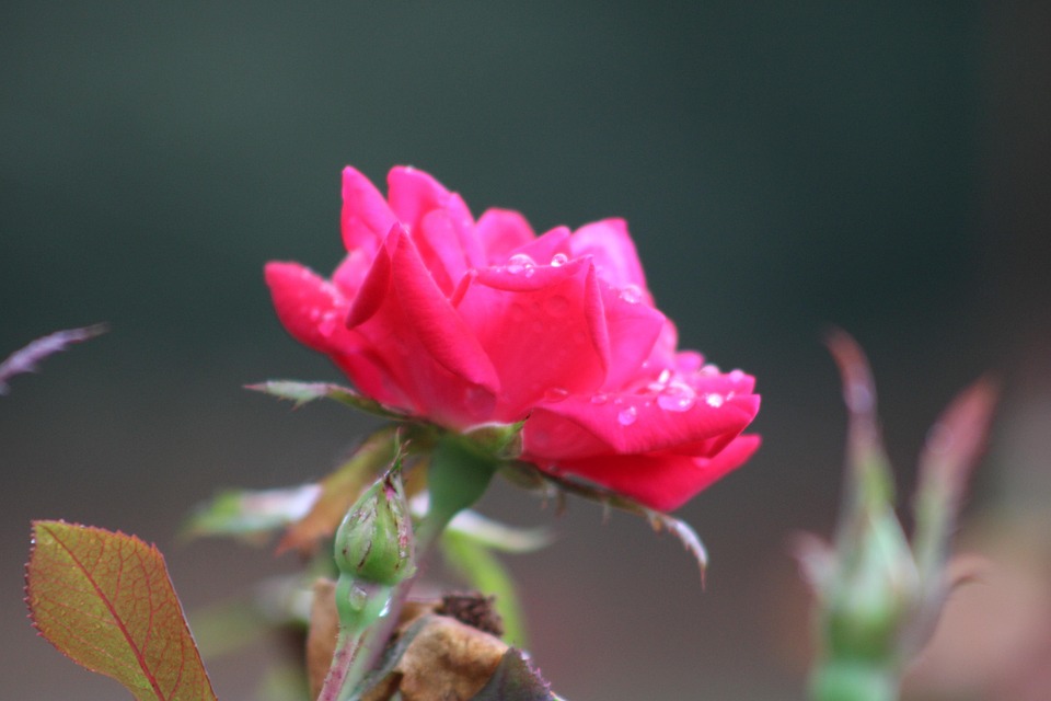 Bloom Flower Plant - Free photo on Pixabay