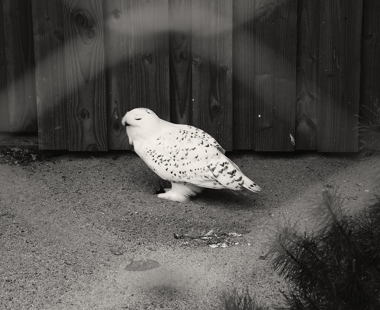 Owl Sadness Monochrome - Free photo on Pixabay