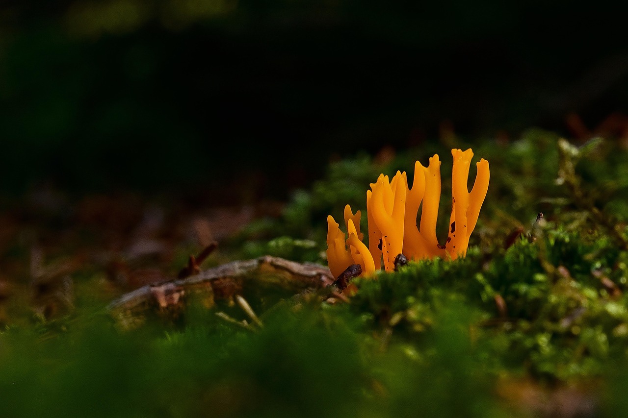 แพะปาก เห็ด Calocera Viscosa - ภาพฟรีบน Pixabay - Pixabay