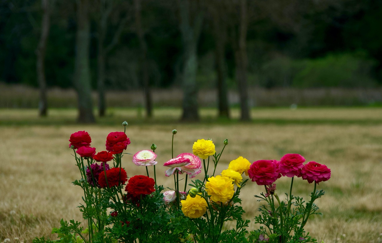 Flores Plantas Prado De - Foto gratis en Pixabay