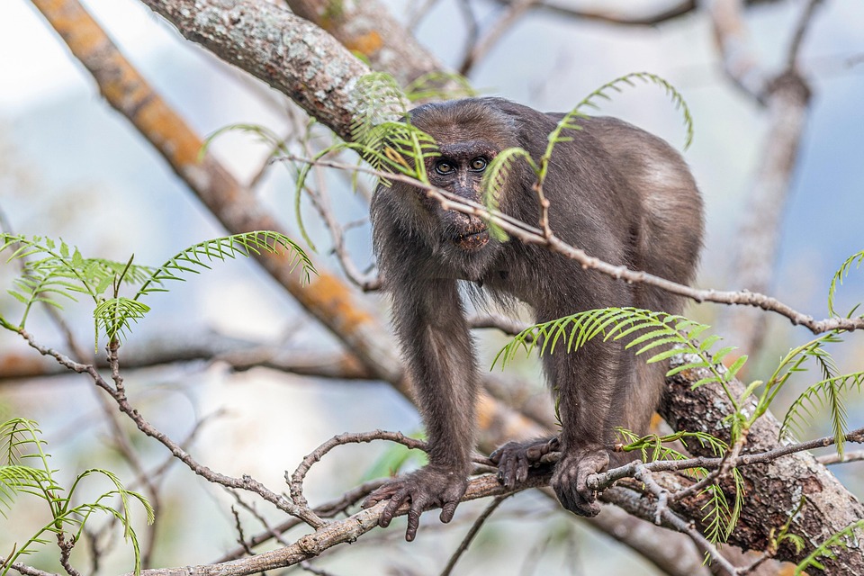 Stump-Tailed Macaque Makaken Tier - Kostenloses Foto auf Pixabay - Pixabay