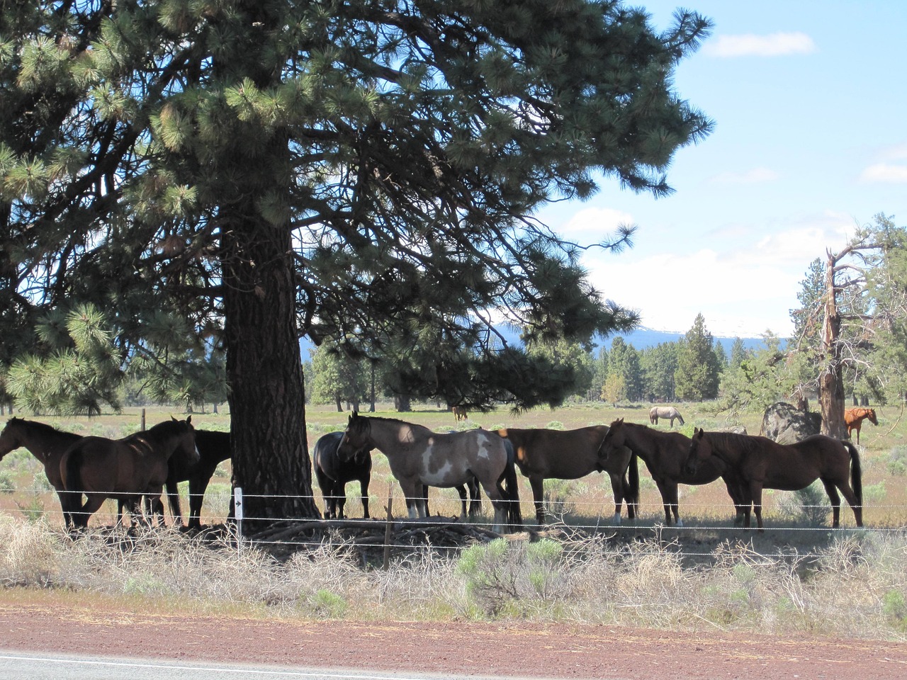 Les Chevaux Des Arbres - Photo gratuite sur Pixabay - Pixabay
