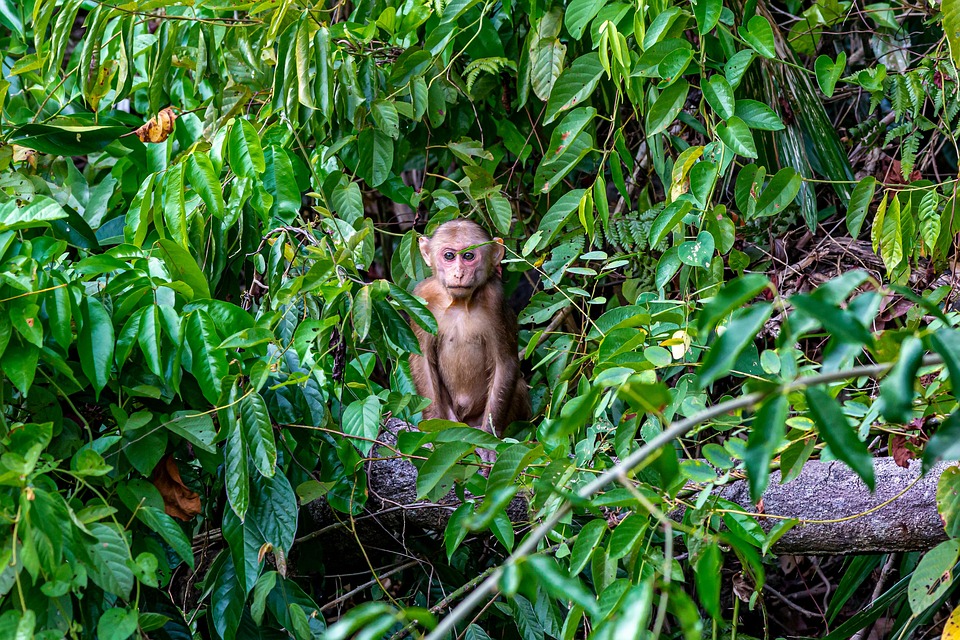 Stump-Tailed Macaque - Free photo on Pixabay - Pixabay