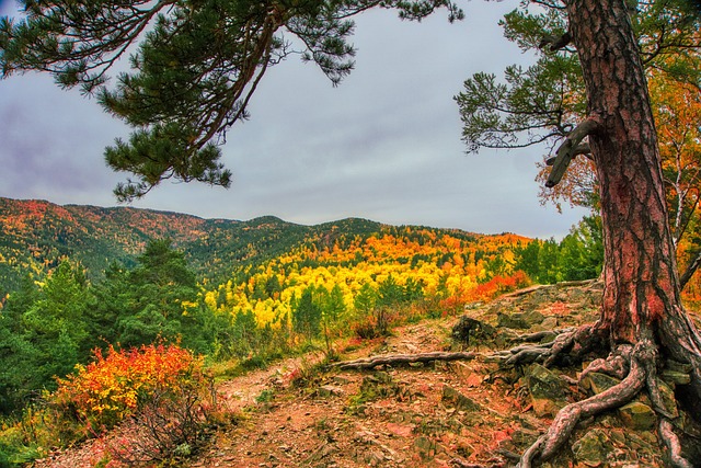 Autunno Cielo Albero - Foto gratis su Pixabay - Pixabay