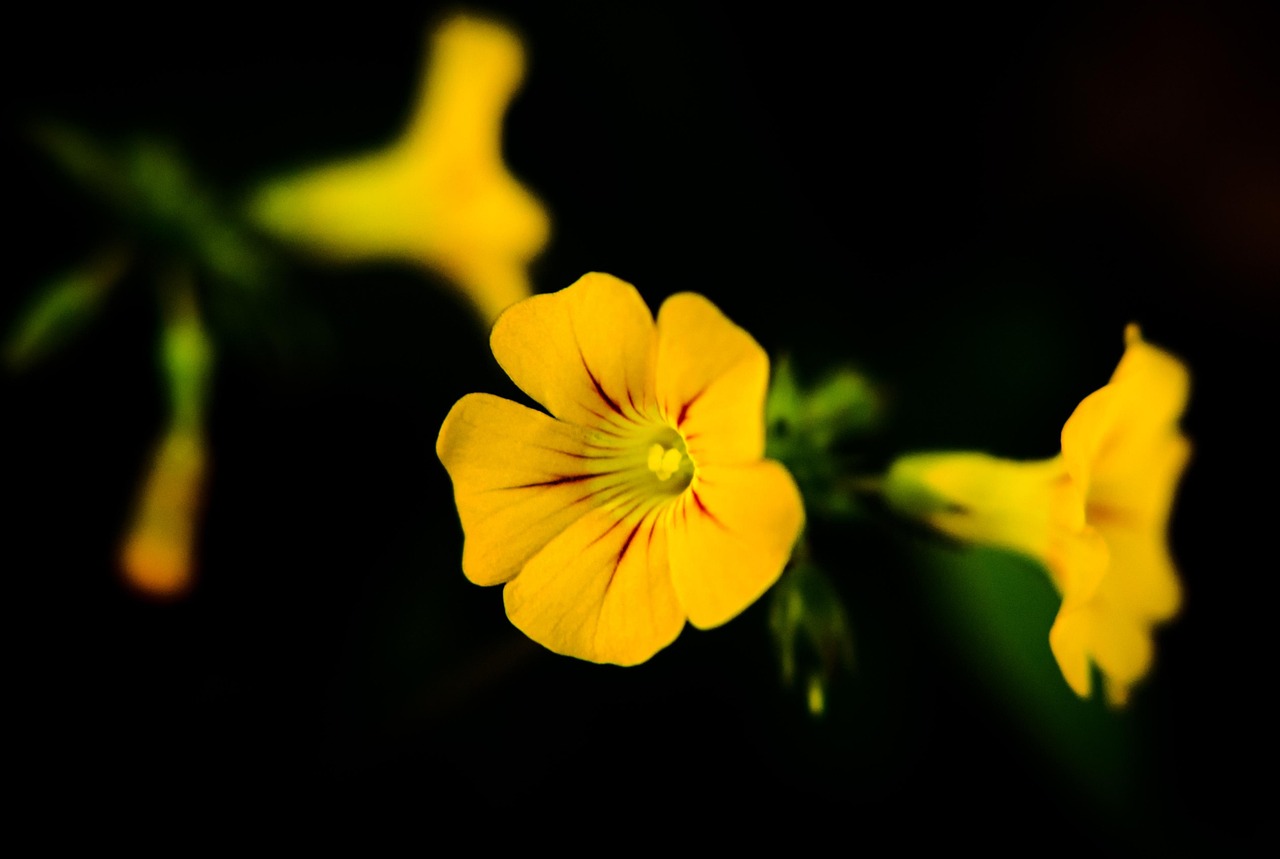 Nature Fleur Le Printemps - Photo gratuite sur Pixabay - Pixabay