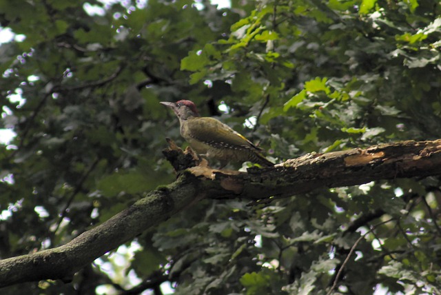 Green Woodpecker Bird Wildlife - Free photo on Pixabay - Pixabay
