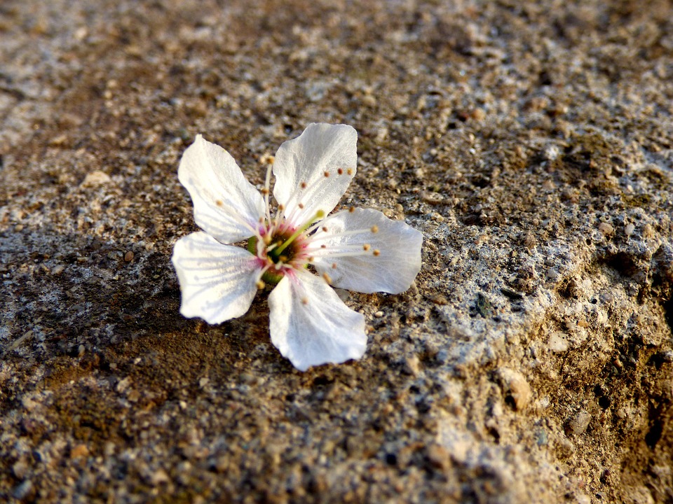 Foto Fotografie Kamera - Kostenloses Foto auf Pixabay - Pixabay
