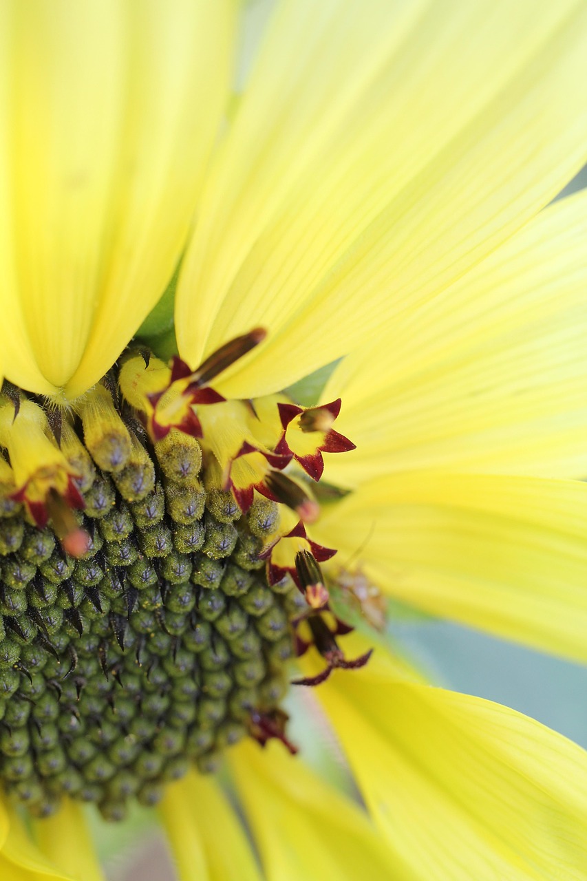 Sunflower Petals Flower - Free photo on Pixabay - Pixabay