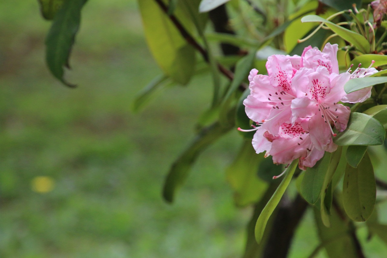 Blume Blüte Pinke Rosa - Kostenloses Foto auf Pixabay