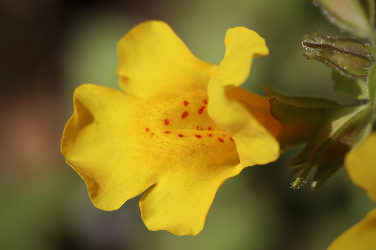 Yellow Juggler Flower Spotted - Free photo on Pixabay