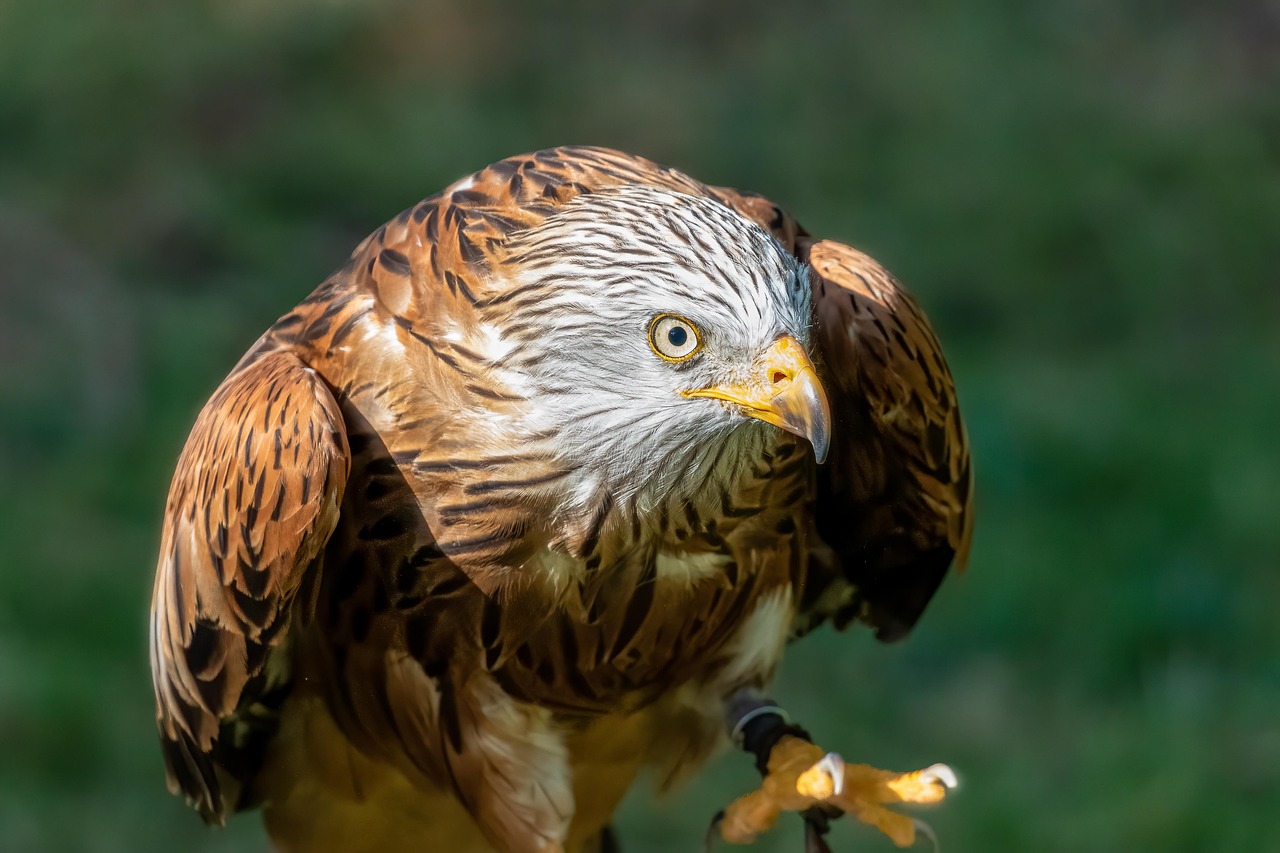 Layang-Layang Merah Burung Satwa - Foto gratis di Pixabay - Pixabay