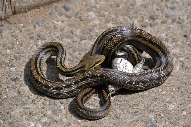 Snake Frog Bind - Free photo on Pixabay - Pixabay
