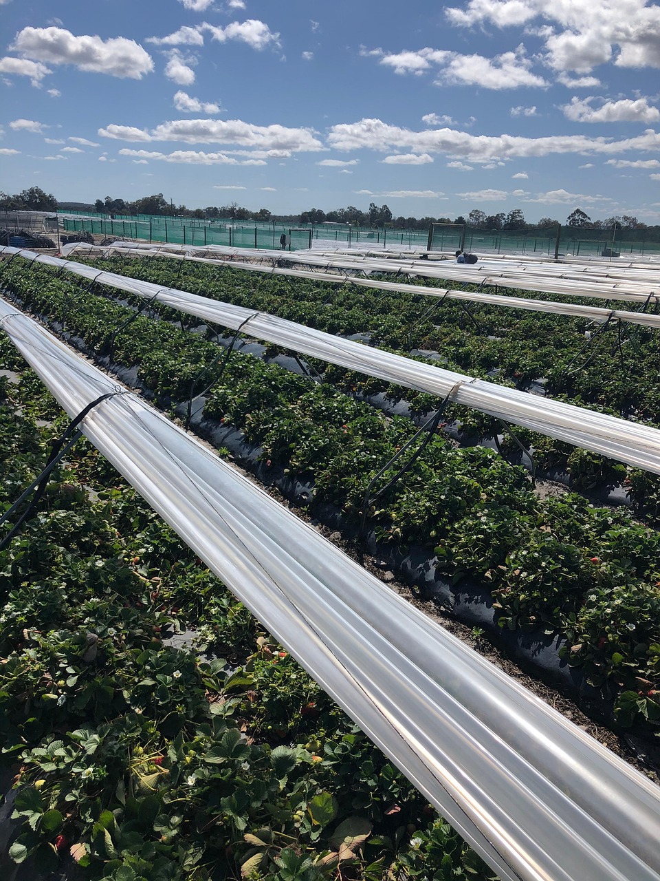 Strawberry Farms Western Australia - Free photo on Pixabay - Pixabay