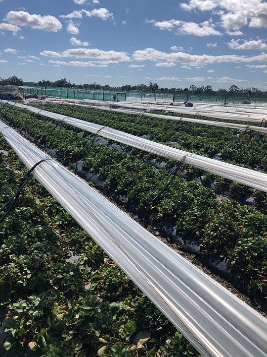 Strawberry Farms Western Australia - Free photo on Pixabay - Pixabay