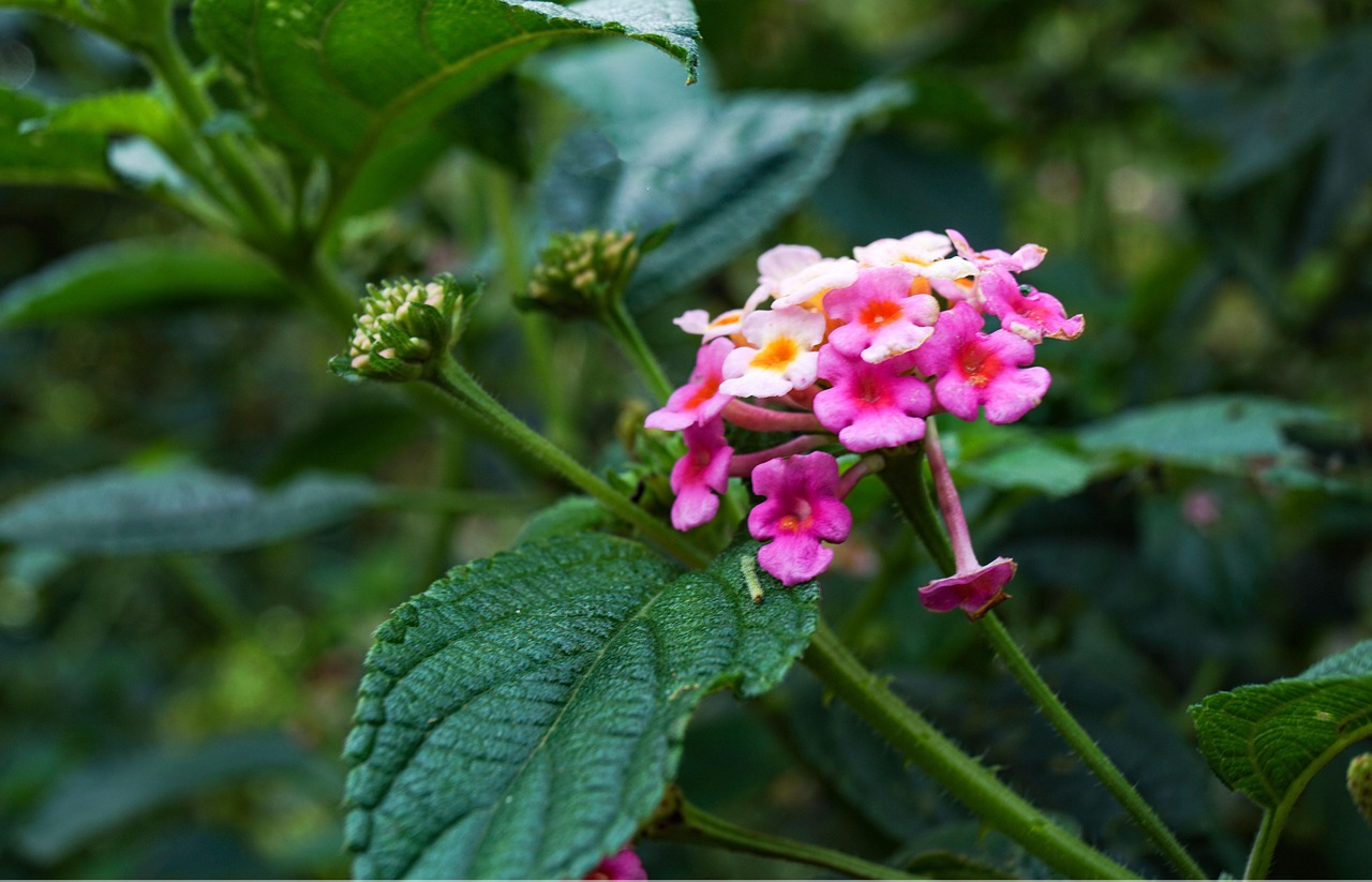 Flor Kodaikanal - Foto gratuita no Pixabay - Pixabay