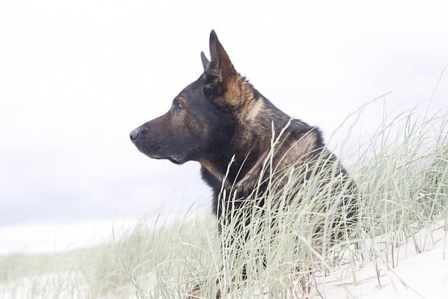 Chien Shepard Allemandes Animal - Photo gratuite sur Pixabay - Pixabay